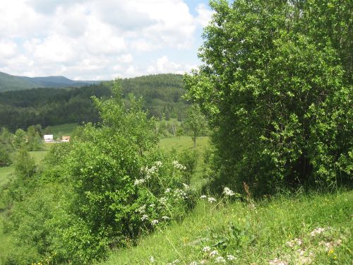 Zemljište, Pale, Mokro, Kadino selo – Nekretnine Pale- VUK 065/174-424 ...